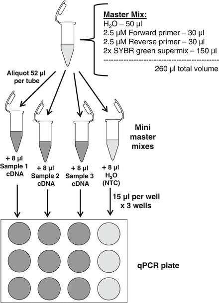 Quantitative Real-Time PCR (qPCR) Workflow for Analyzing Staphylococcus ...