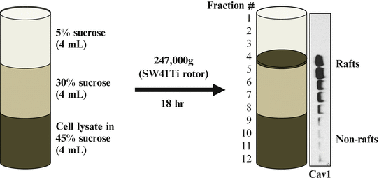 Lipid Rafts and Detergent-Resistant Membranes in Epithelial ...
