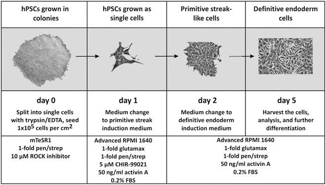 Generation and Purification of Definitive Endoderm Cells Generated from ...