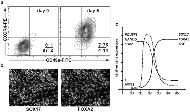 Generation and Purification of Definitive Endoderm Cells Generated from ...
