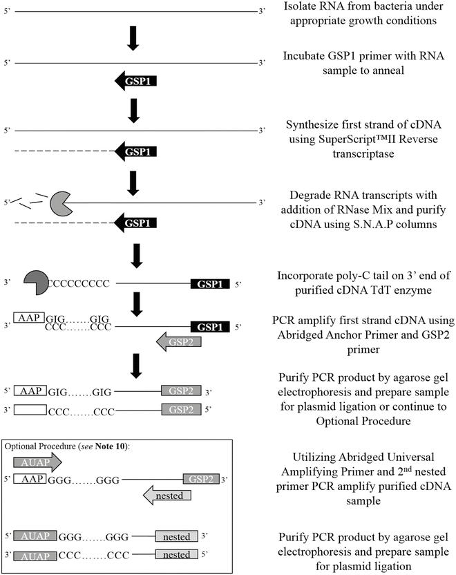 Rapid Amplification of cDNA Ends for RNA Transcript Sequencing in Staphylococcus | SpringerLink
