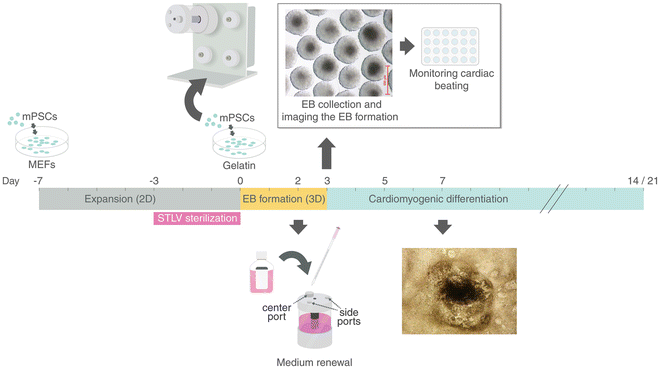 Novel Bioreactor Platform for Scalable Cardiomyogenic Differentiation ...