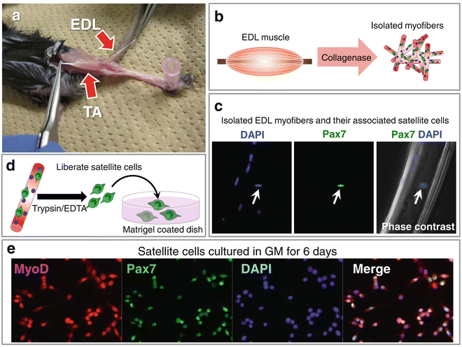 Visualizing the Functional Heterogeneity of Muscle Stem Cells ...