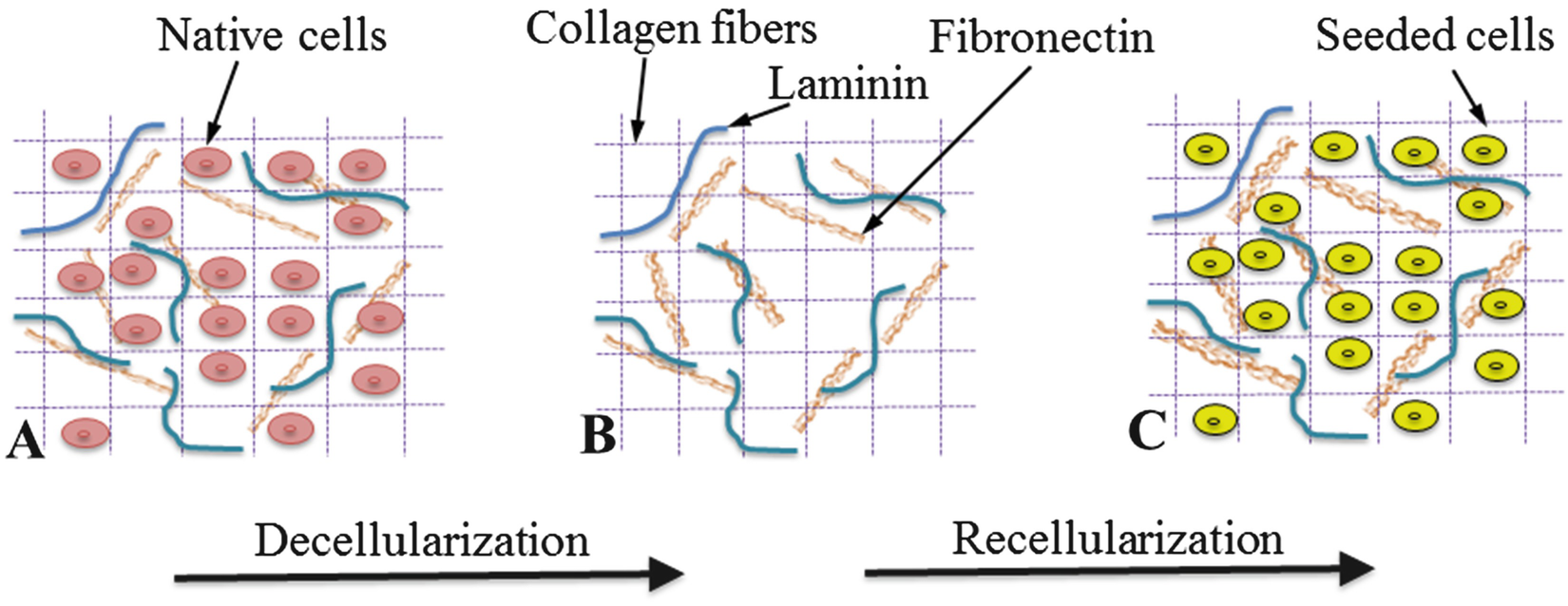 Decellularization Methods for Scaffold Fabrication | SpringerLink