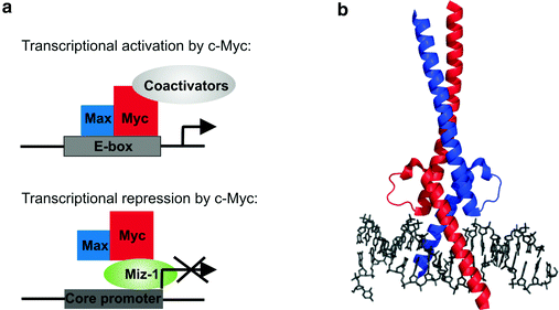 Small-Molecule Modulators of c-Myc/Max and Max/Max Interactions ...