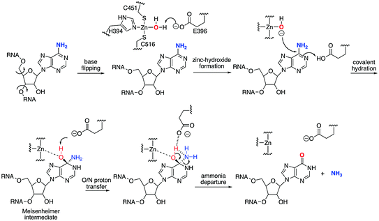 ADAR Proteins: Structure and Catalytic Mechanism | SpringerLink