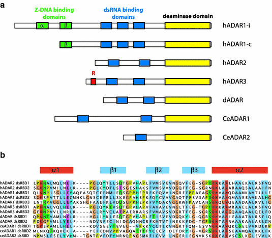 ADAR Proteins: Double-stranded RNA and Z-DNA Binding Domains | SpringerLink