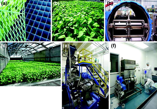 Production of Recombinant Antigens and Antibodies in Nicotiana ...