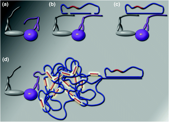 Analysis of Protein Interactions in situ by Proximity Ligation Assays ...
