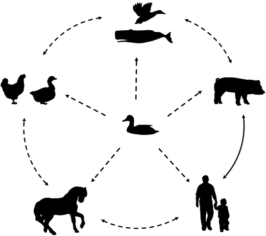 Evolution and Ecology of Influenza A Viruses | SpringerLink