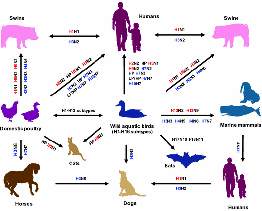 Evolution and Ecology of Influenza A Viruses | SpringerLink