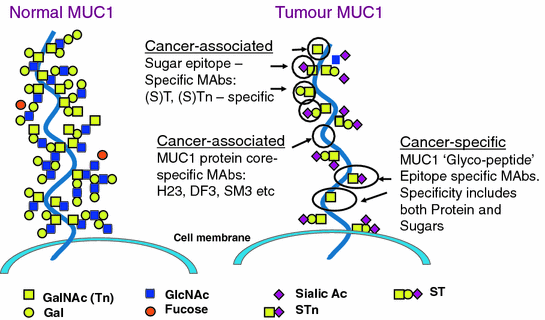 Targeted Immunotherapy Designed to Treat MUC1-Expressing Solid Tumour | SpringerLink