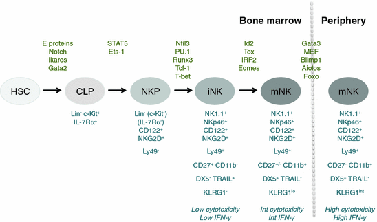 Transcriptional Control of NK Cells | SpringerLink