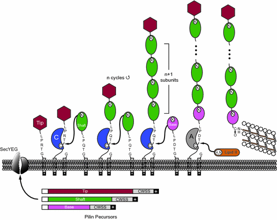 Pilus Assembly in Gram-Positive Bacteria | SpringerLink