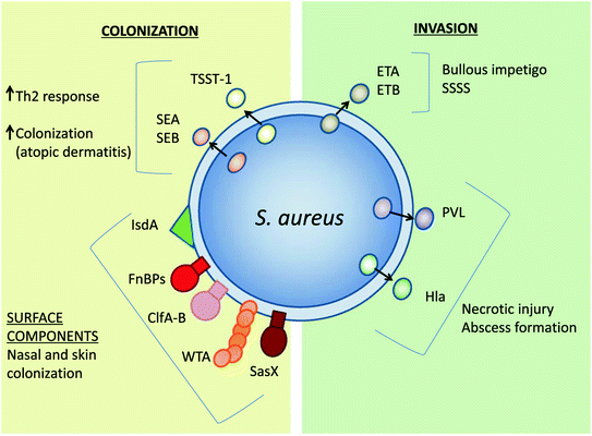 Staphylococcus aureus-Associated Skin and Soft Tissue Infections ...