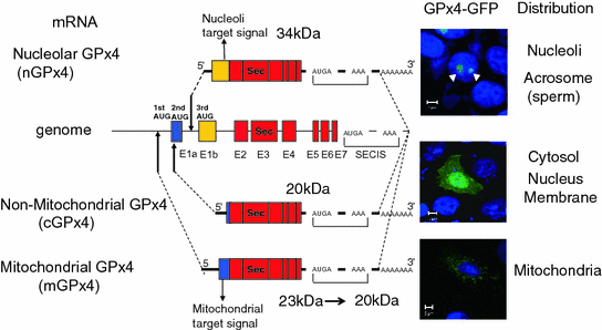 Lipid Peroxidation-Dependent Cell Death Regulated by GPx4 and ...