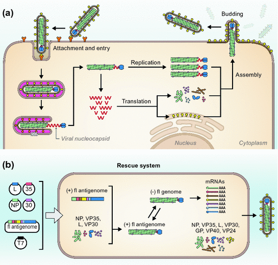 Reverse Genetics of Filoviruses | SpringerLink