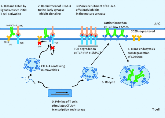 CTLA-4, an Essential Immune-Checkpoint for T-Cell Activation | SpringerLink