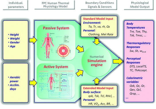 Modelling Human Heat Transfer and Temperature Regulation | SpringerLink