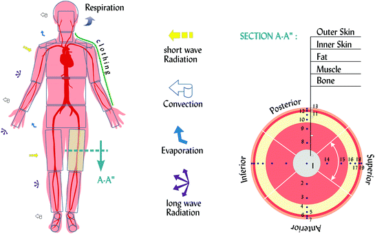 Modelling Human Heat Transfer and Temperature Regulation | SpringerLink