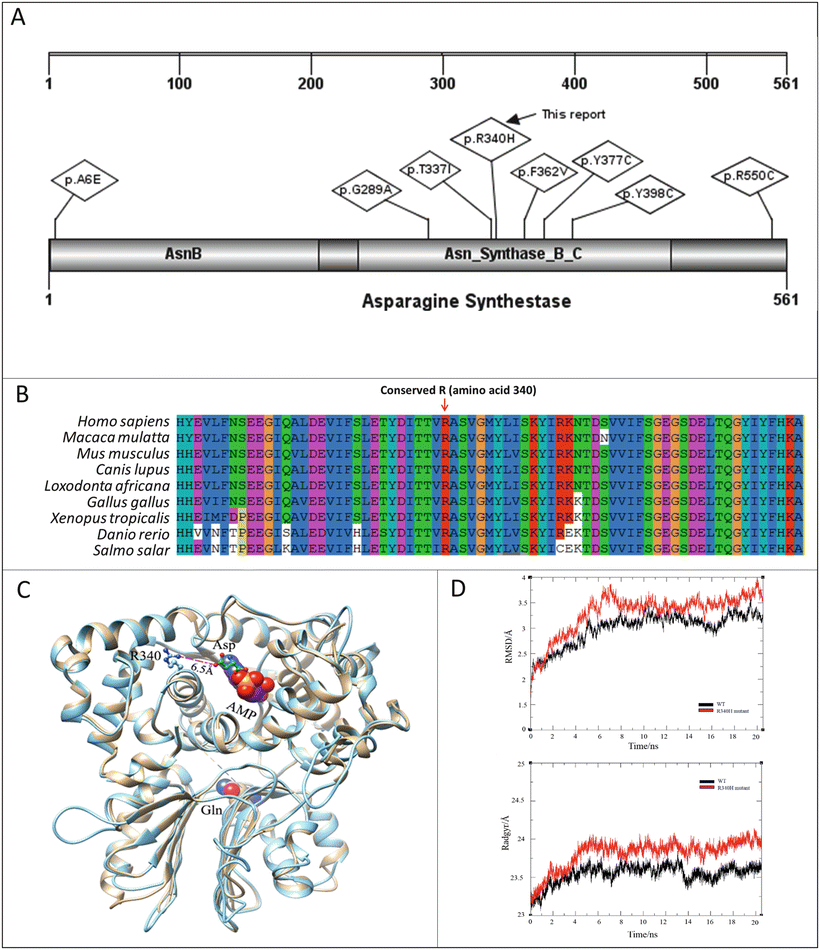 Diaphragmatic Eventration in Sisters with Asparagine Synthetase ...
