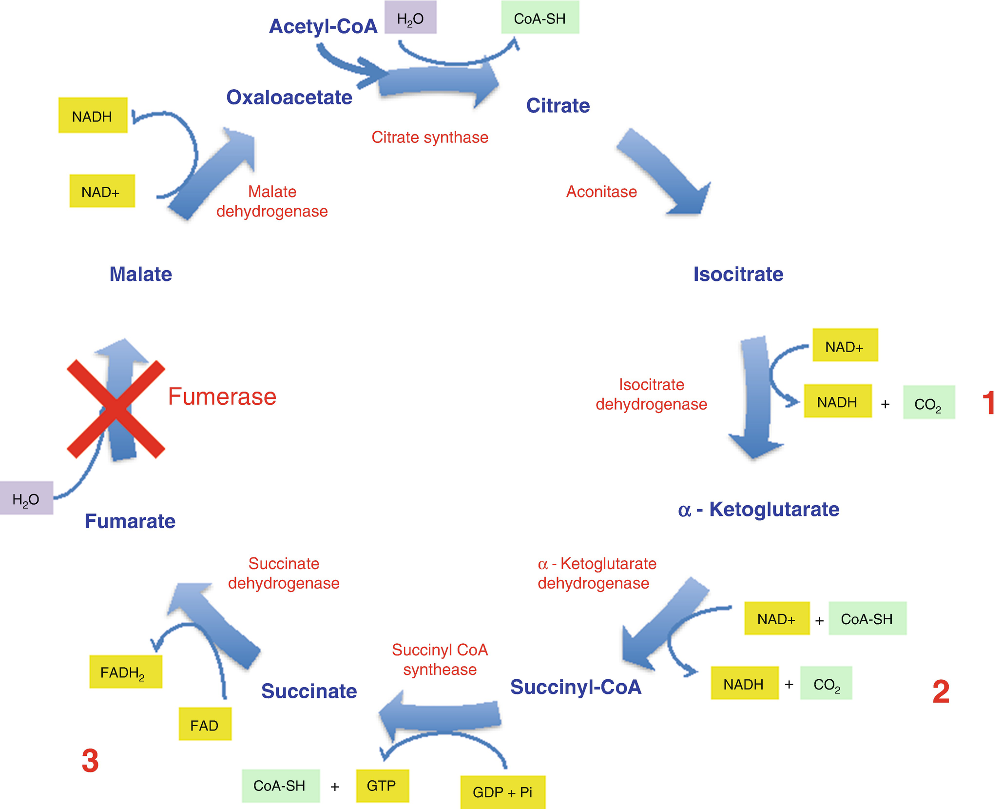 Fumarase Deficiency: A Safe and Potentially Disease Modifying Effect of ...