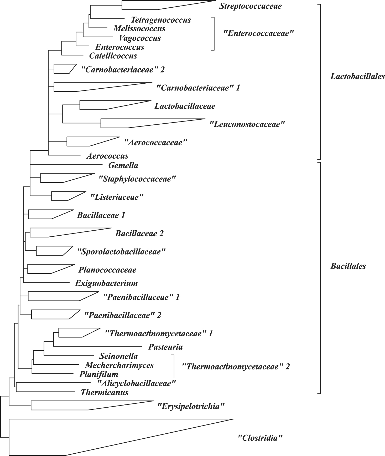 Revised road map to the phylum Firmicutes | SpringerLink