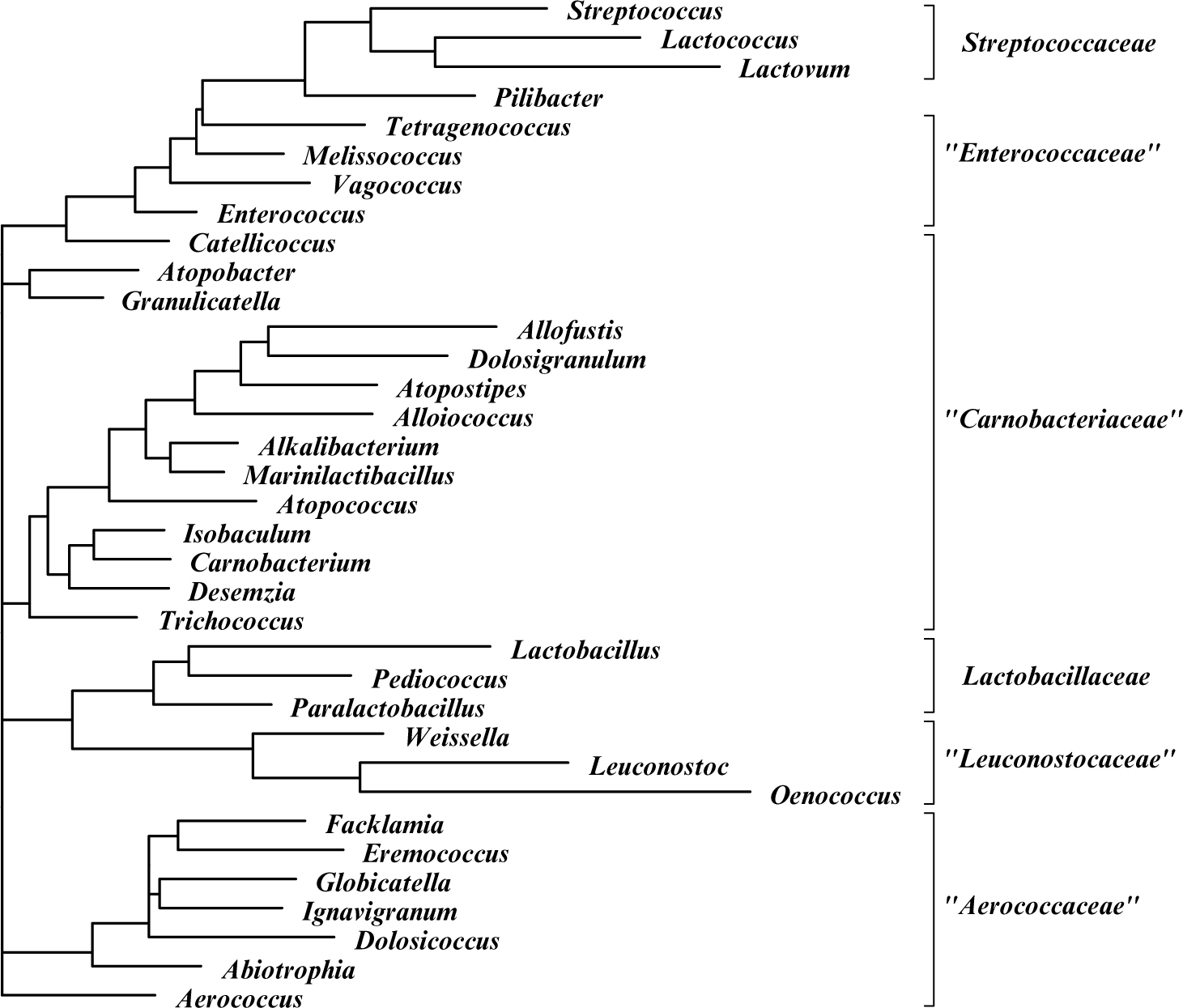 Revised road map to the phylum Firmicutes | SpringerLink