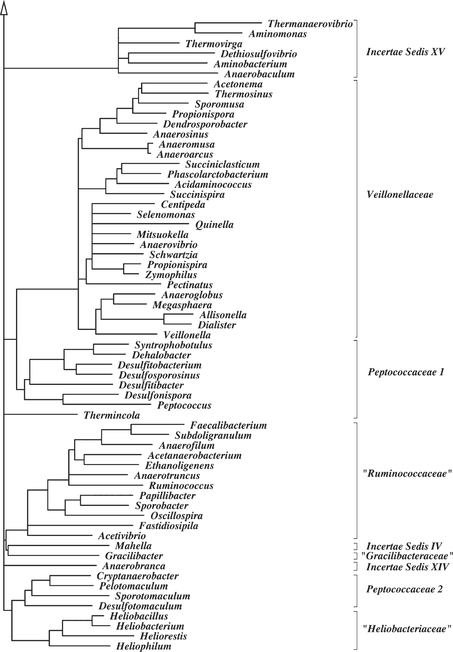 Revised road map to the phylum Firmicutes | SpringerLink