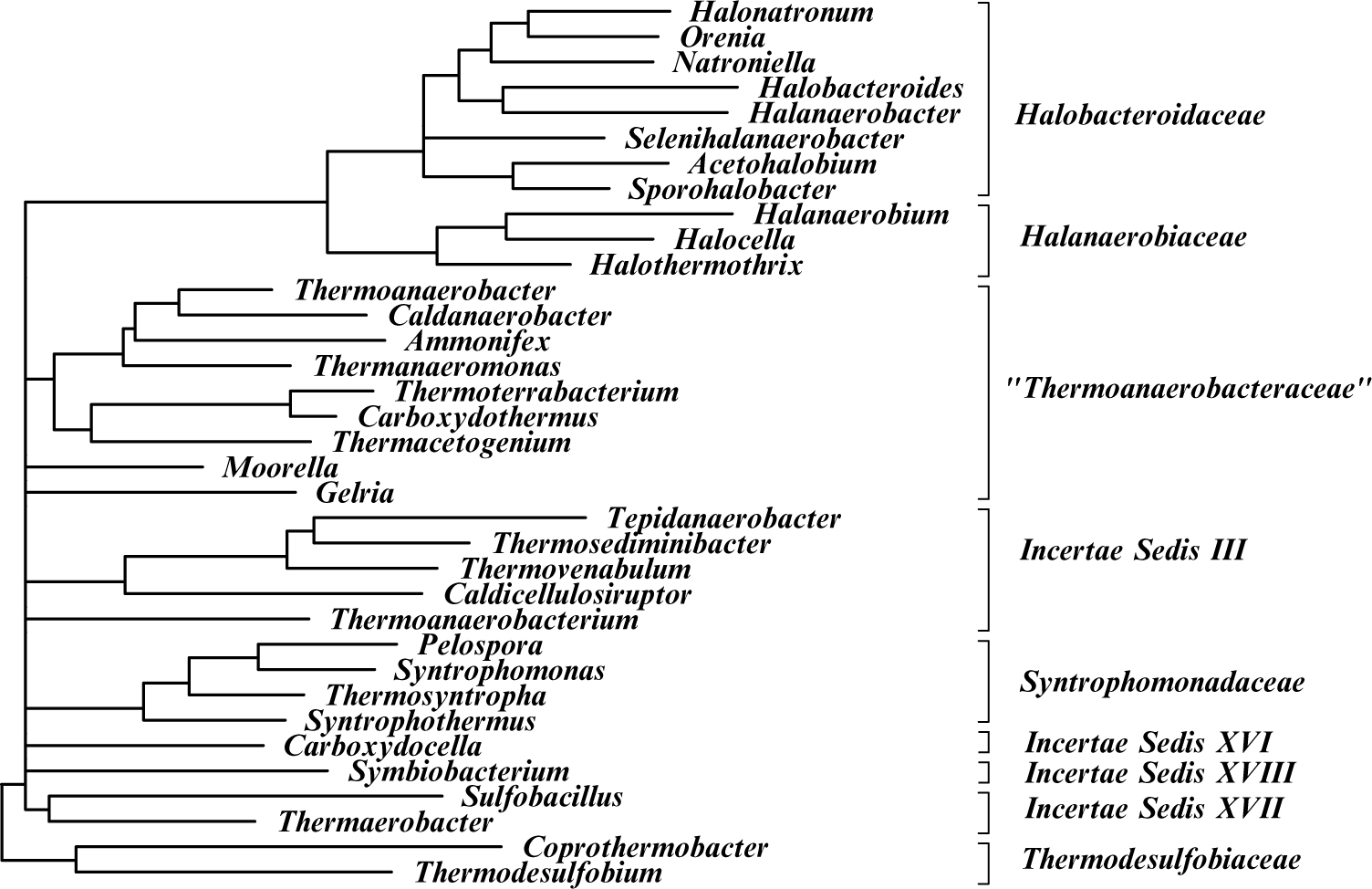 Revised road map to the phylum Firmicutes | SpringerLink