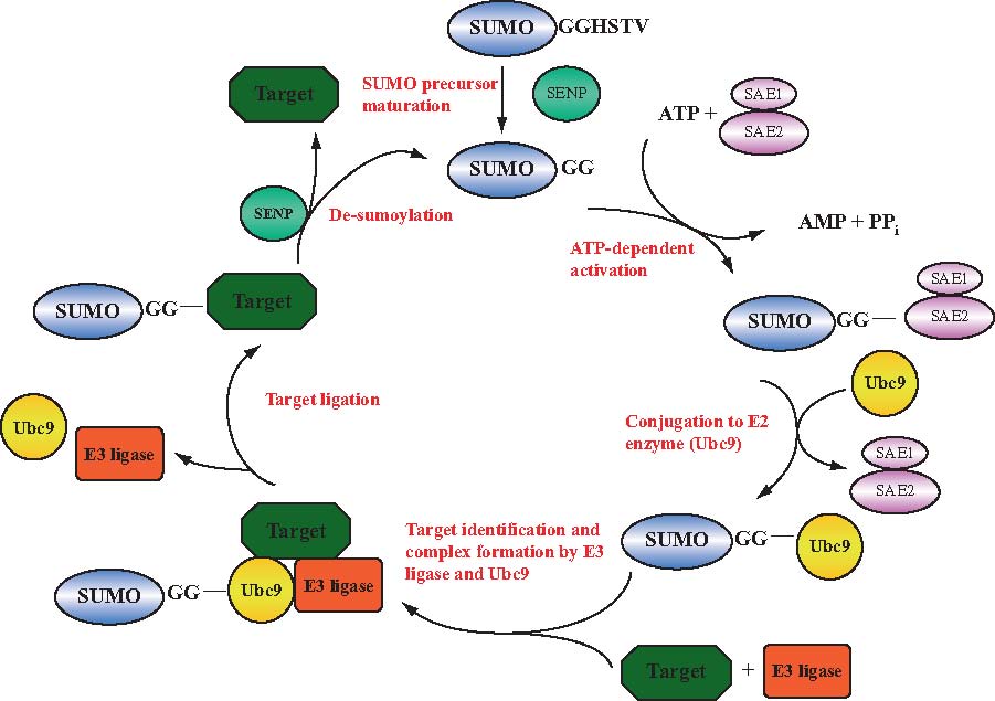 Targeting the Sumoylation Pathway | SpringerLink