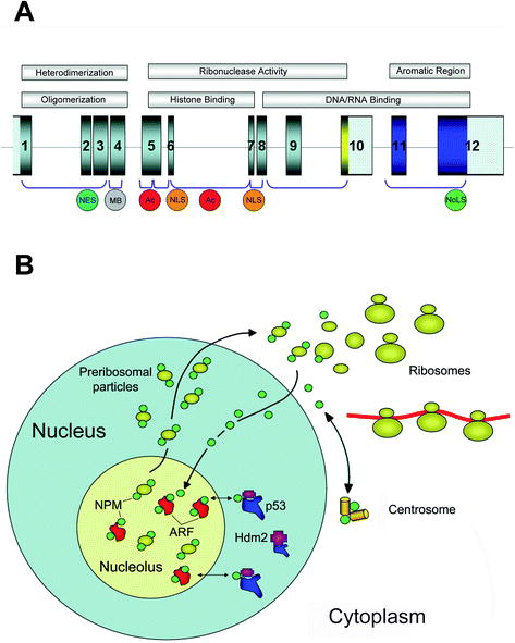 Acute Myeloid Leukemia with Mutated Nucleophosmin (NPM1): Molecular ...