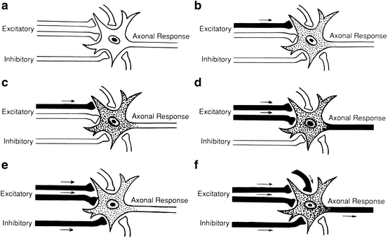 Neural Mechanisms of Attention | SpringerLink