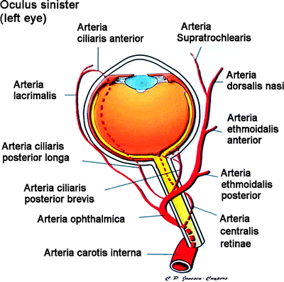 Glaucoma Risk Factors: Ocular Blood Flow | SpringerLink