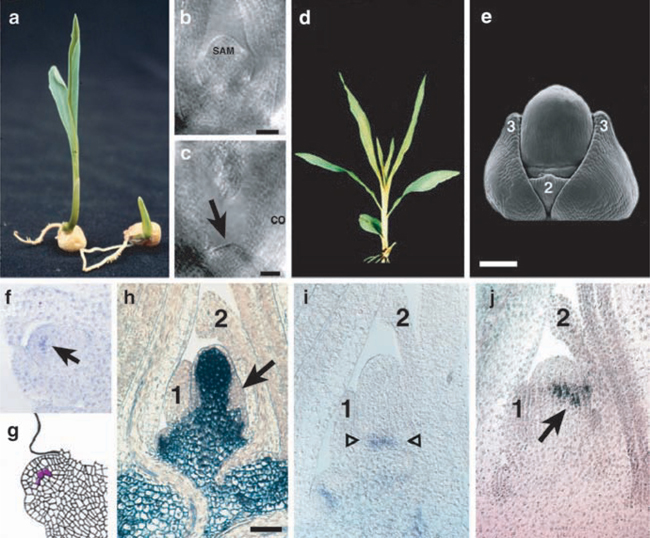 Vegetative Shoot Meristems | SpringerLink