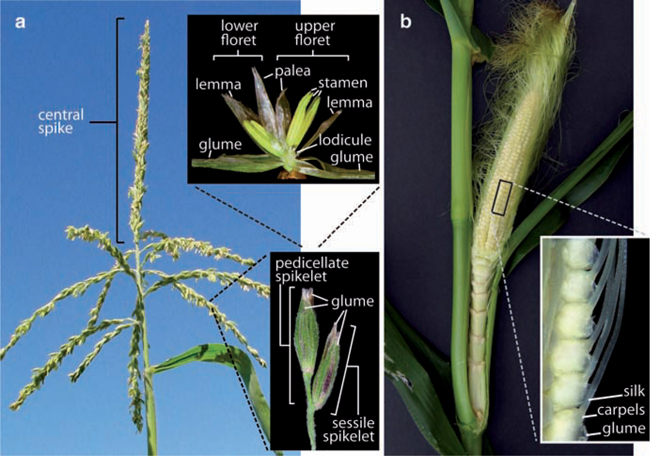 Development of the Inflorescences | SpringerLink