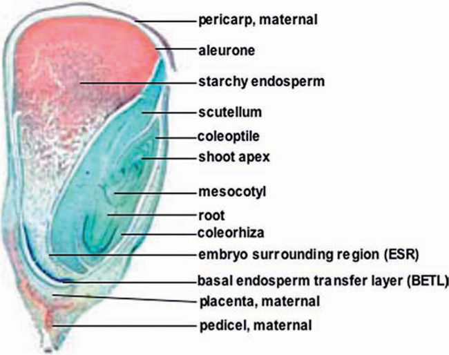 Kernel Biology | SpringerLink