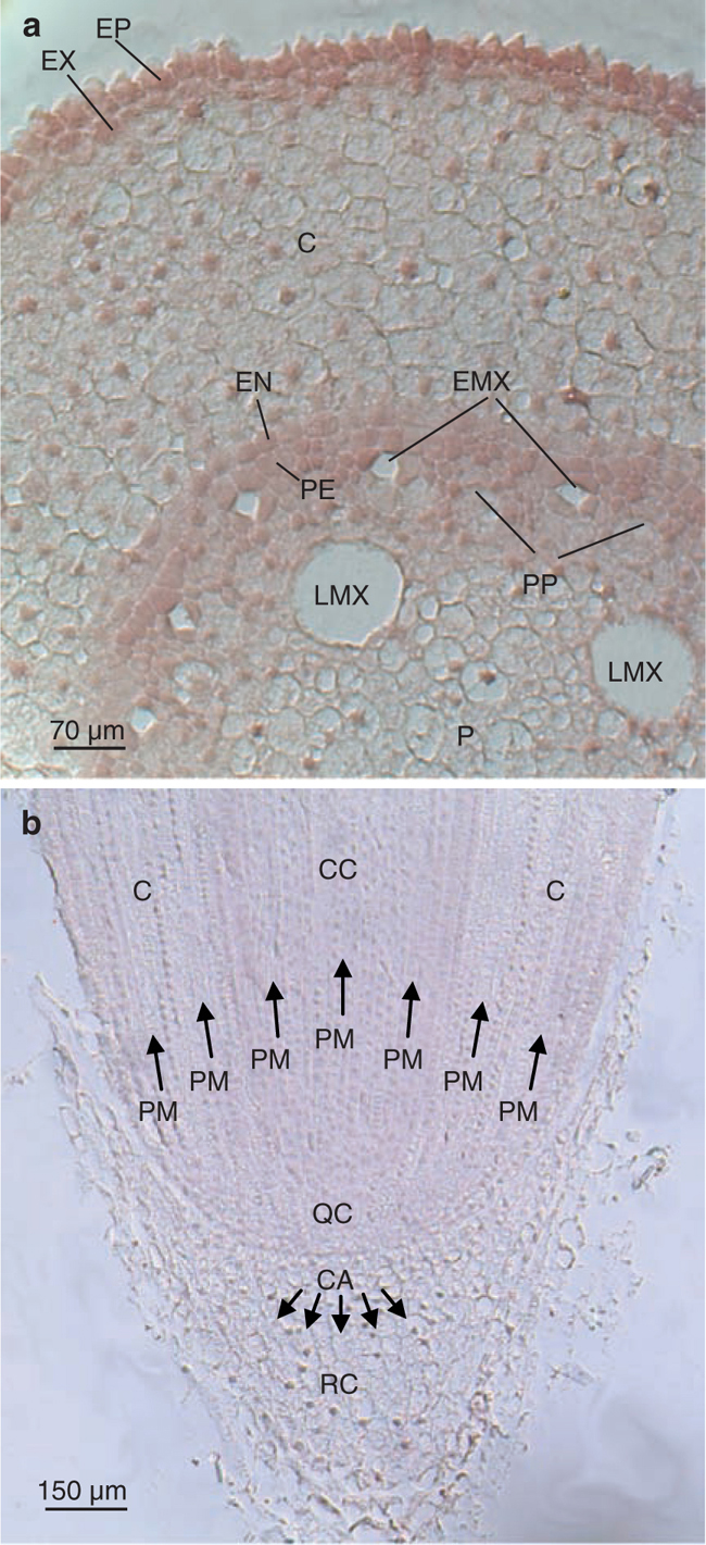 The Maize Root System: Morphology, Anatomy, and Genetics | SpringerLink