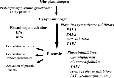 The Role of Plasminogen-Plasmin System in Cancer | SpringerLink