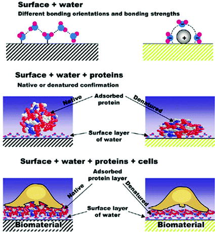 Protein Interactions at Material Surfaces | SpringerLink
