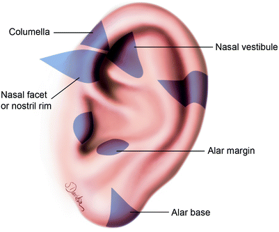 Skin and Composite Grafts | SpringerLink
