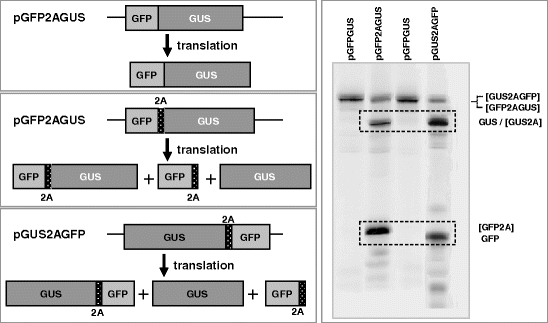 Ribosome “Skipping”: “Stop-Carry On” or “StopGo” Translation | SpringerLink