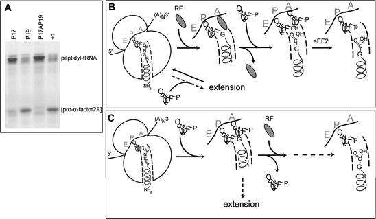 Ribosome “Skipping”: “Stop-Carry On” or “StopGo” Translation | SpringerLink