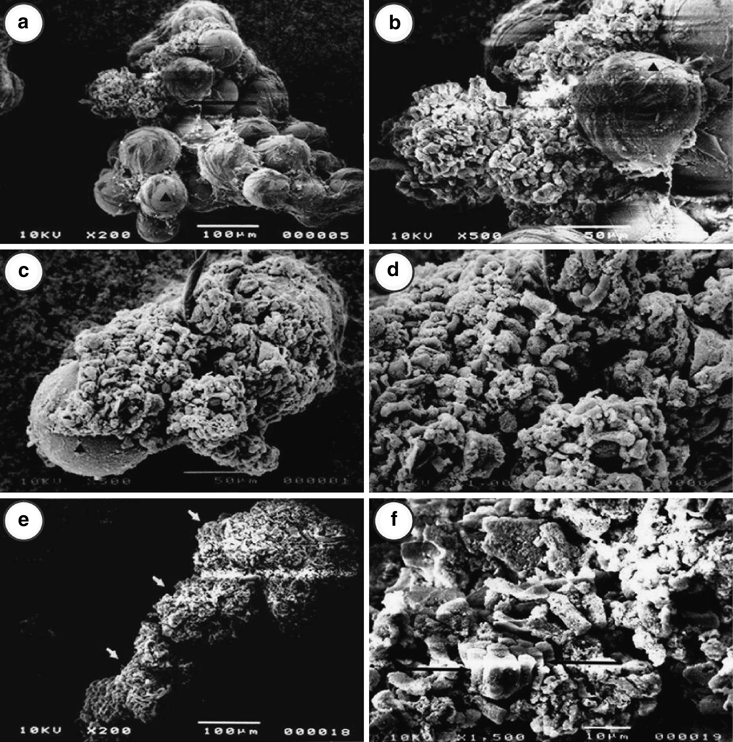 Tissue Culture Models | SpringerLink