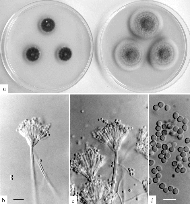 Penicillium and Related Genera | SpringerLink