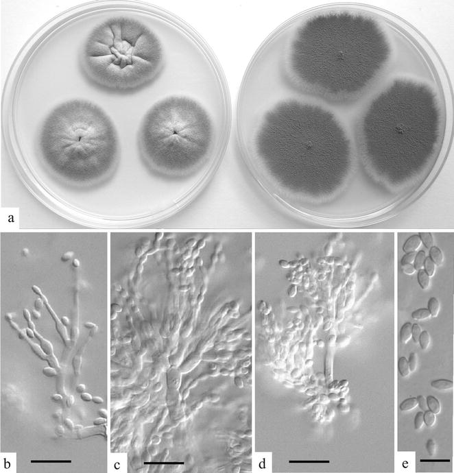 Penicillium and Related Genera | SpringerLink