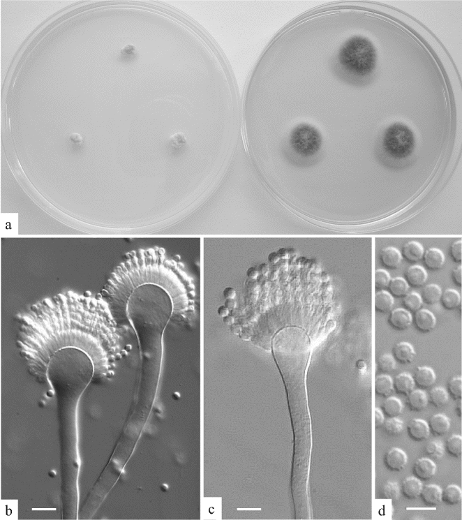 Aspergillus and Related Teleomorphs | SpringerLink