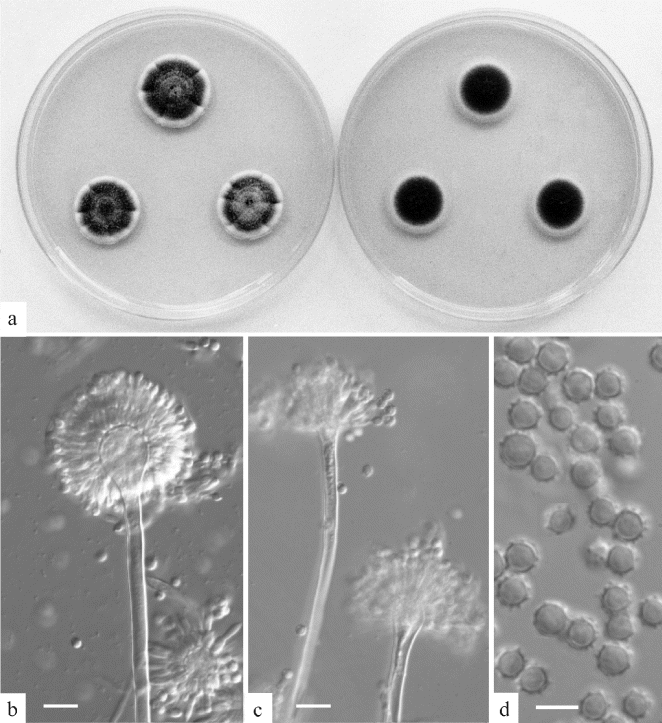 Aspergillus and Related Teleomorphs | SpringerLink
