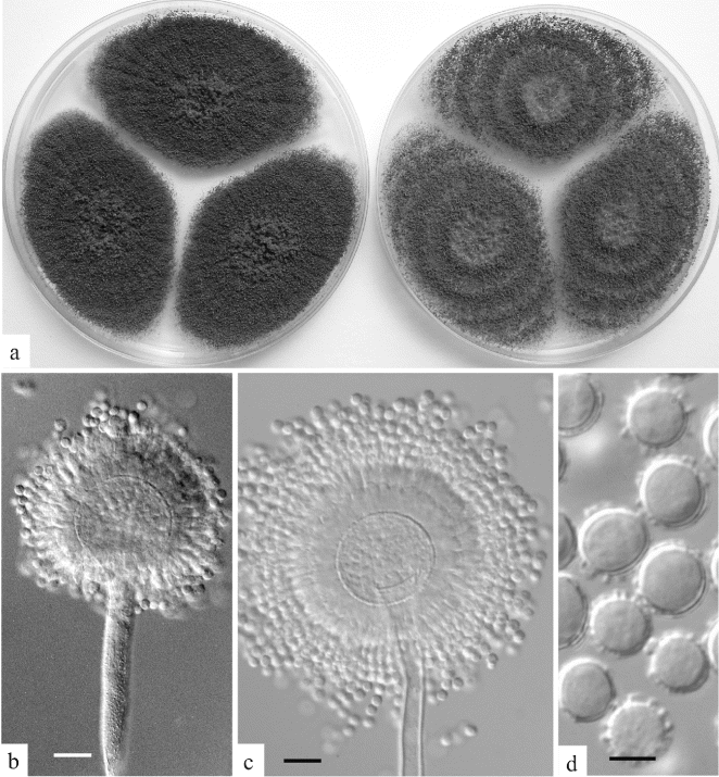 Aspergillus and Related Teleomorphs | SpringerLink