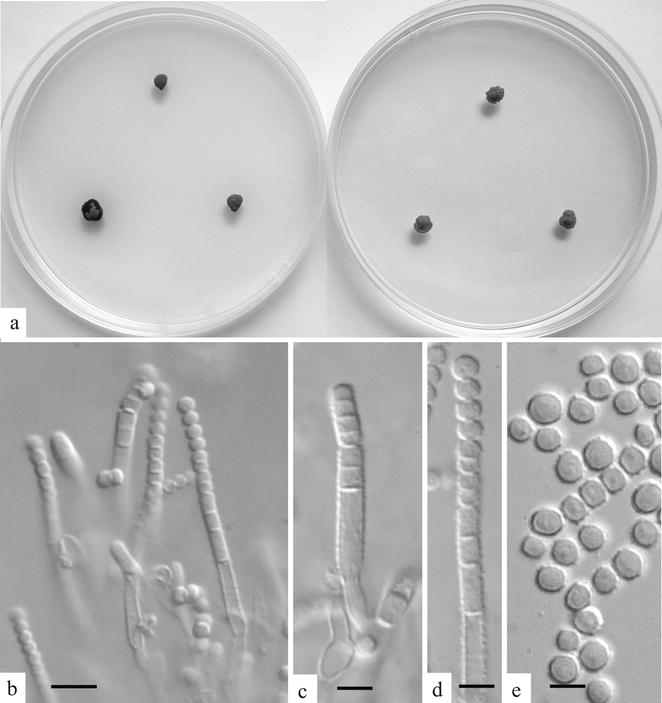Xerophiles | SpringerLink